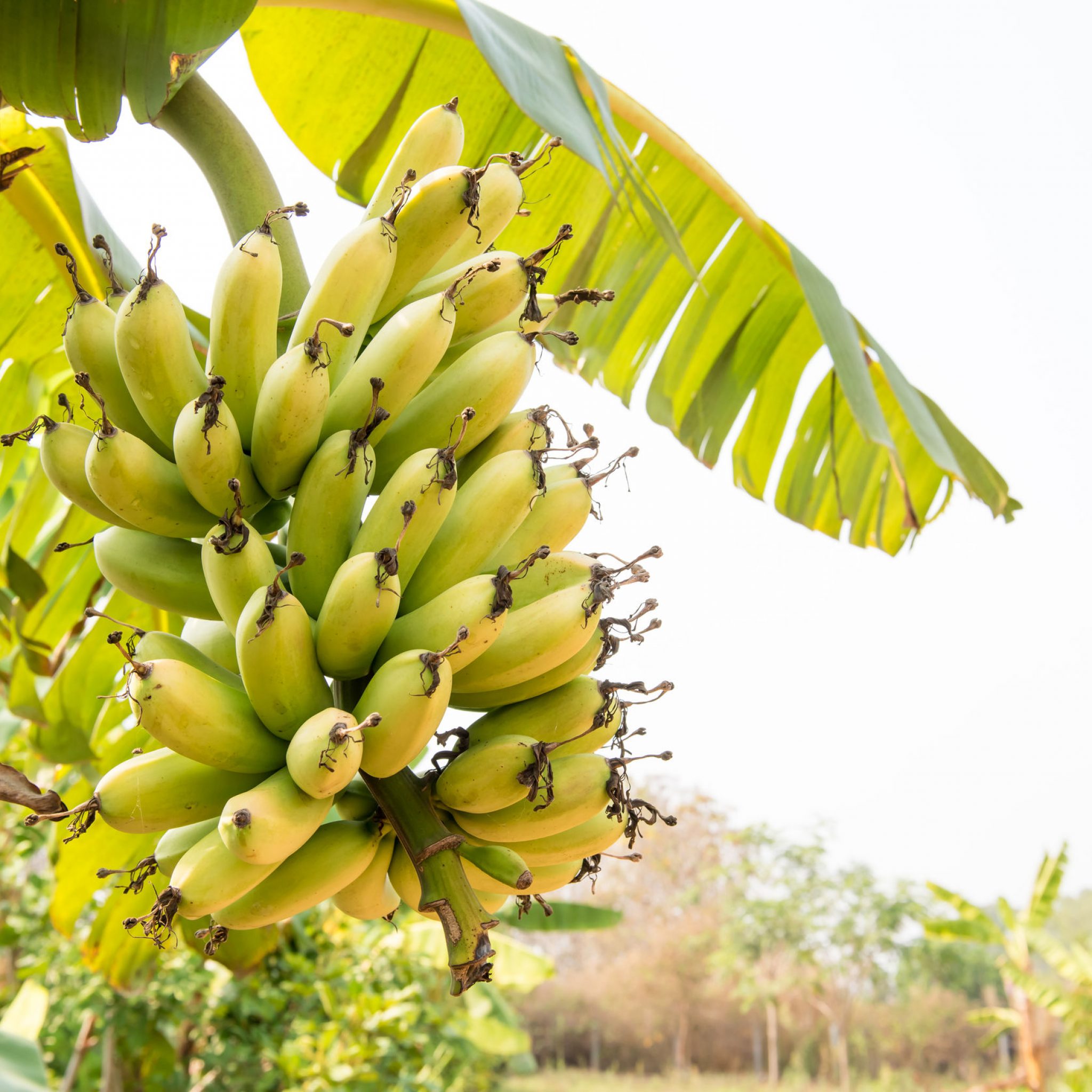 Banana Genetic Diversity