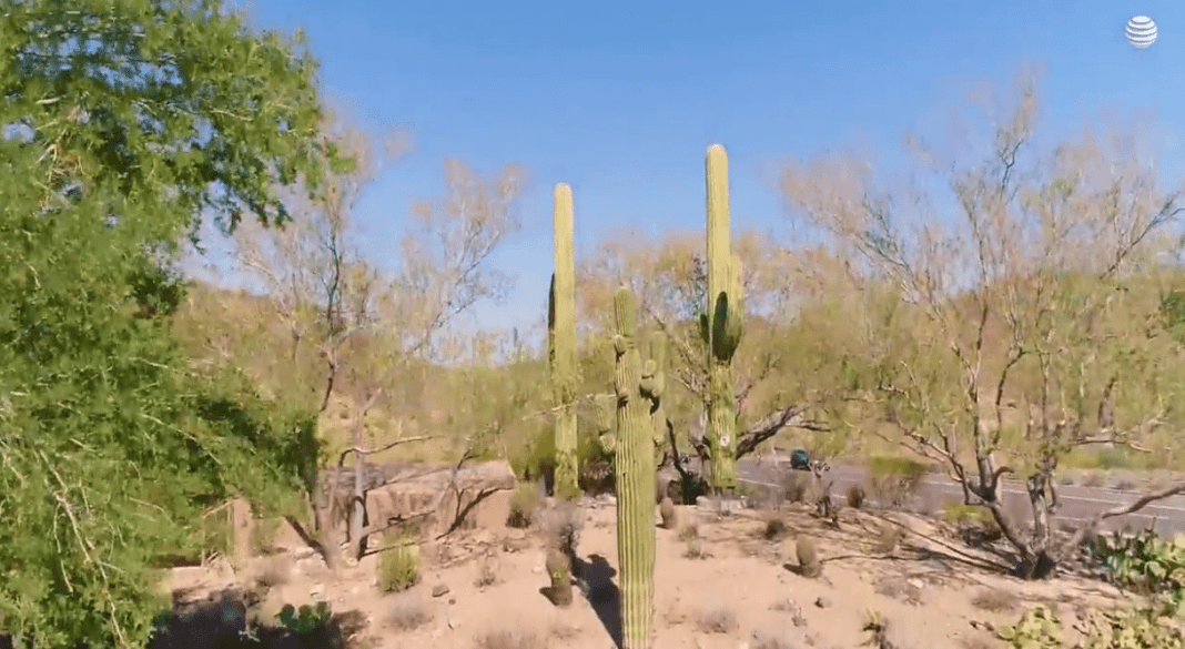 AT&T small cell cactus indicative of need for antenna concealment