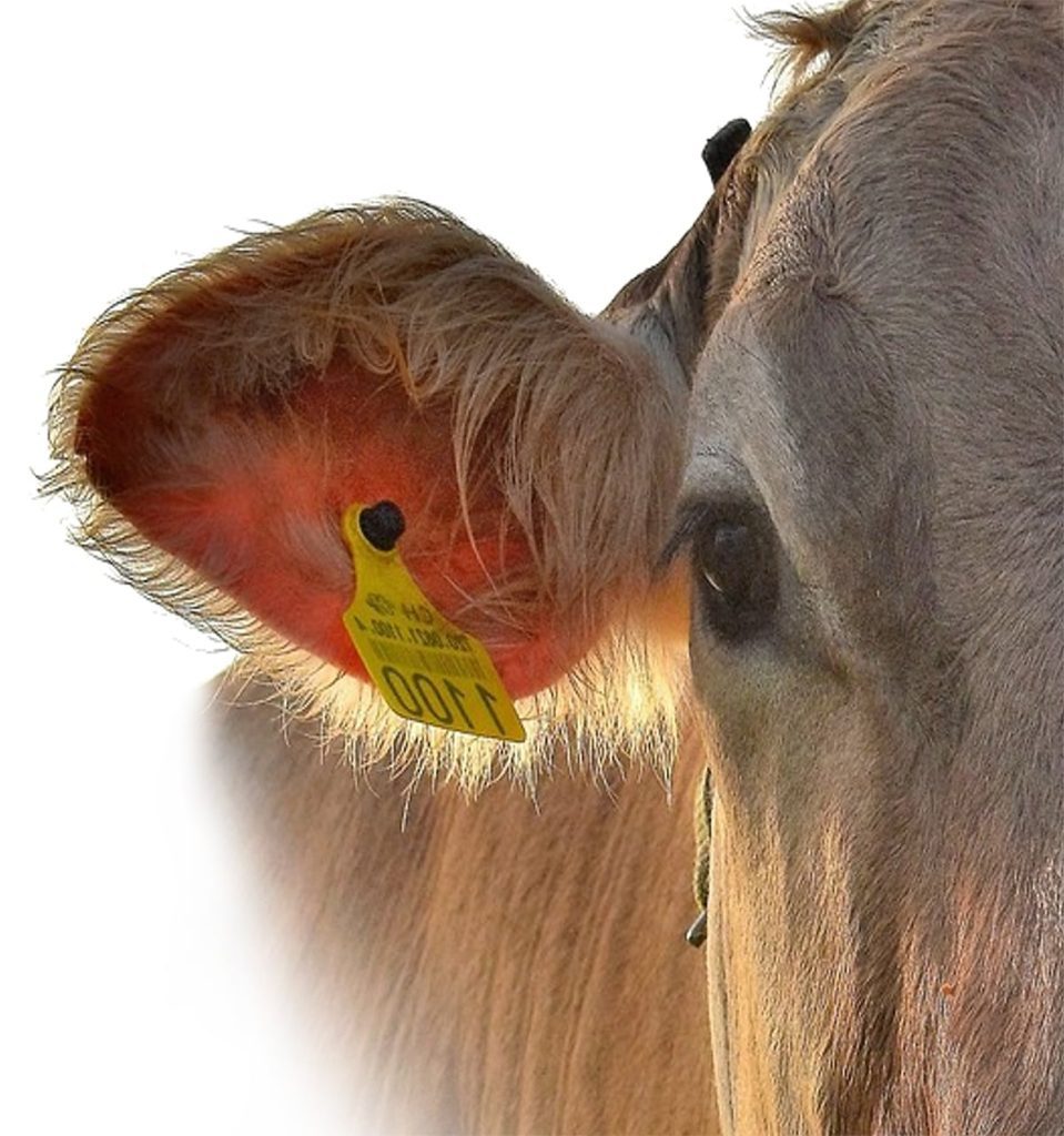 Sensor applications in smart livestock farming