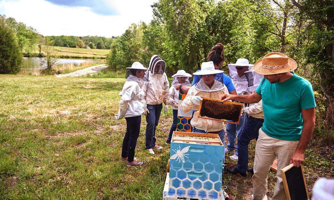 The bee’s knees – four ways IoT and AI are helping to save honey bees