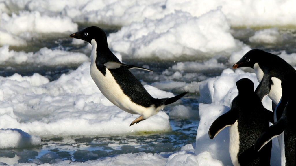 Penguin tracking in Antarctica – u-blox supplies ultra compact, low ...